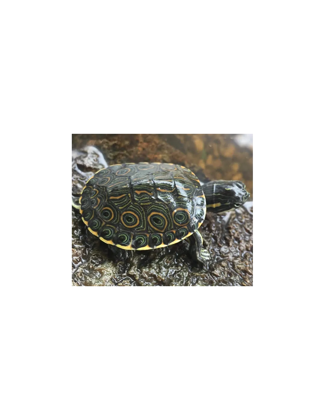 Trachemys venusta (Tortuga pavo real)