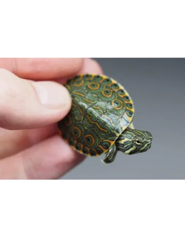 Trachemys venusta (Tortuga pavo real) | Euskaltropik