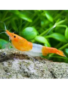 Comprar peces online | Acuarios EuskalTropik